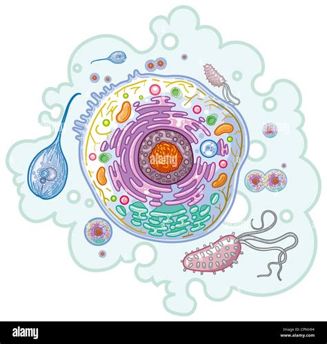Protozoa Drawings Hi Res Stock Photography And Images Alamy