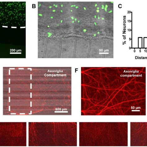 A 3d Illustration Of The Multi Compartment Neuron Glia Co Culture Download Scientific Diagram