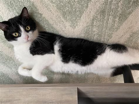 Hey Humans Im Loki And Im Real Cute But Dangerous R Tuxedocats