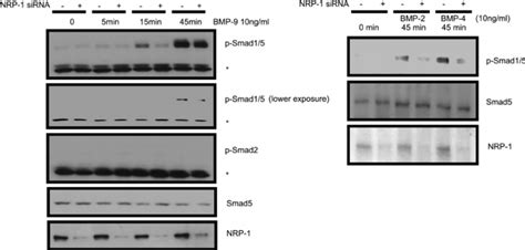 The Effect Of Nrp 1 On Bmps Signaling Lx2 Cells Were Transfected With