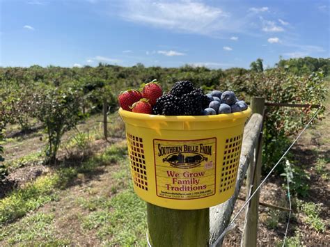 Southern Belle Farm Logo