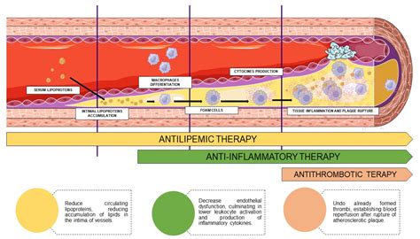 Atherosclerosis Pathogenesis