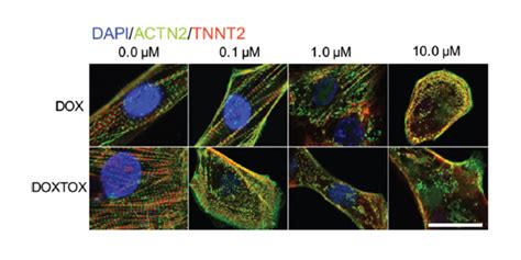 Doxorubicin Hydrochloride Hydroxydaunorubicin Hydrochloride Topoisomerase Inhibitor