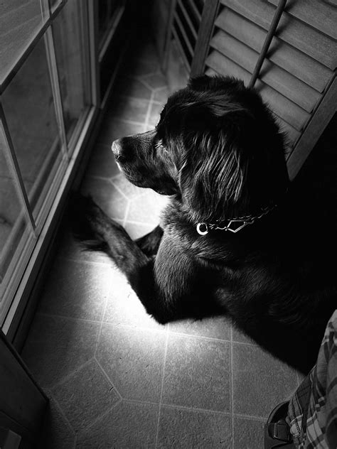 Lanie 1 Year Rnewfoundlander