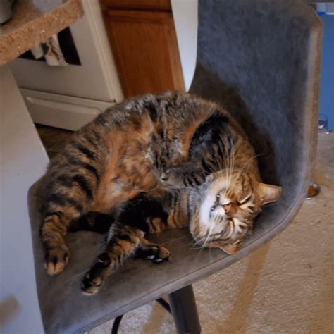 You Tell Me Catsoftwitter Cute R Butterjack