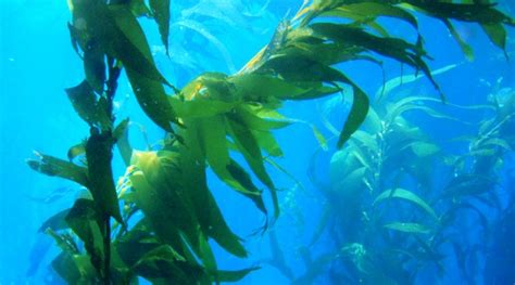 Macrocystis Pyrifera Systematics Etymology Habitat Cultivation