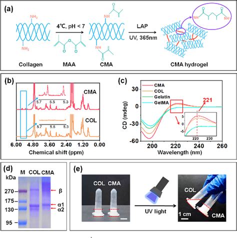 Figure 2 From Advantages Of Photo Curable Collagen Based Cell Laden Bioinks Compared To