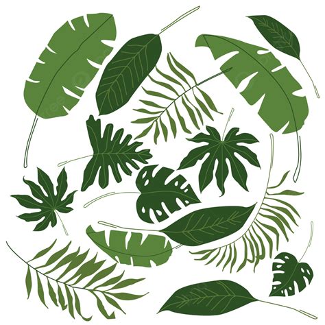 열대 나뭇잎의 종류 열대 나뭇잎 식물 벡터 배경 일러스트 및 사진 무료 다운로드 Pngtree