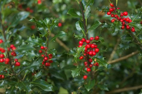 What To Know About Holly Bushes This Old House