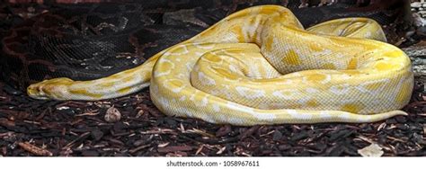 Bivittatus Images Stock Photos Vectors Shutterstock