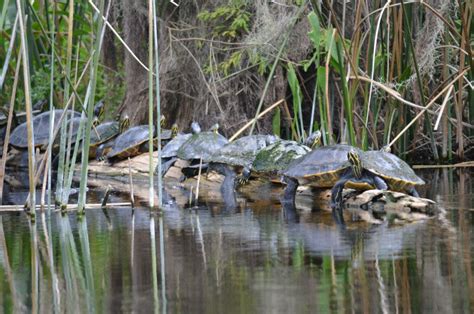 Edward Ball Wakulla Springs State Park A Florida State Park Located