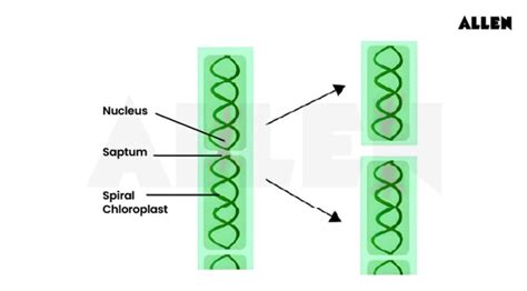 Overview Of Spirogyra Diagram Classification Characteristics And Life Cycle