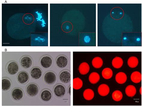 Microinjection Of Bovine Oocytes Oocytes Injected With Non Specific Download Scientific