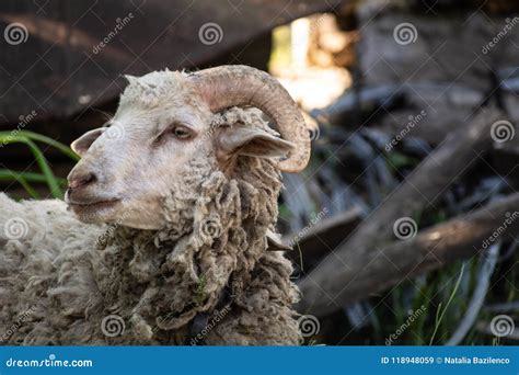 The Ram Looks Into The Distance Stock Image Image Of Flock Breeding