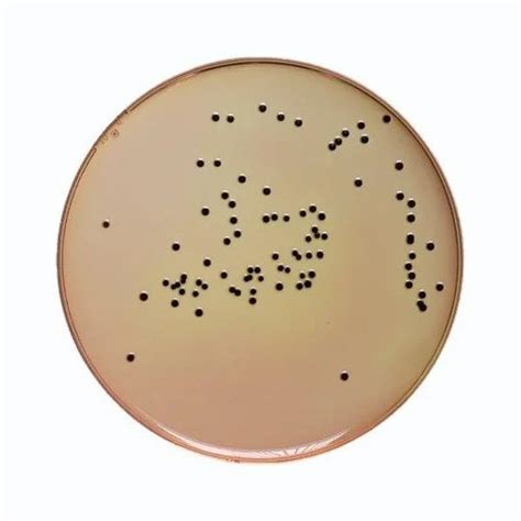 Deoxycholate Citrate Agar Packaging Size 500 G At Rs 4000kg In