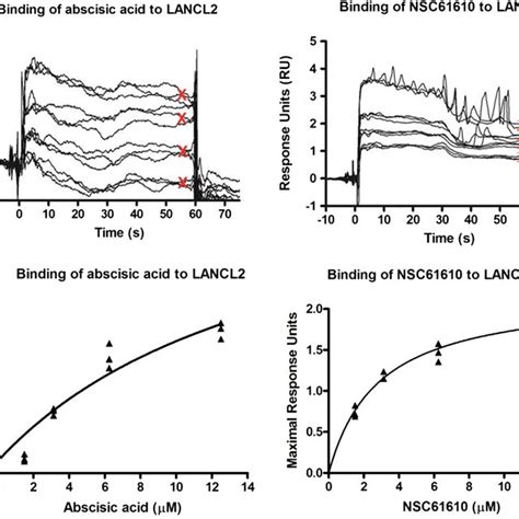 Binding Kinetics Of Lanthionine Synthetase C Like 2 Lancl2 With