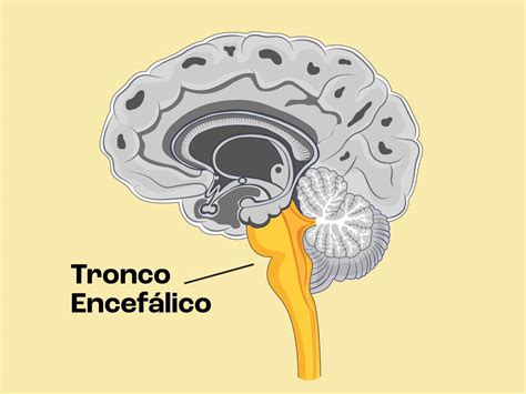 Anatomia Del Tronco Encefalico Umano El Encéfalo De Los Seres Humanos