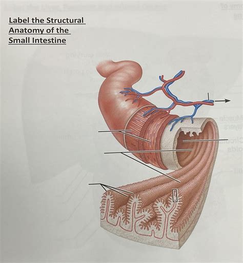 H Digestion Structural Anatomy Of The Small Intestine Diagram Quizlet