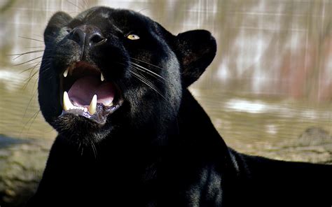 Download Animal Black Panther HD Wallpaper