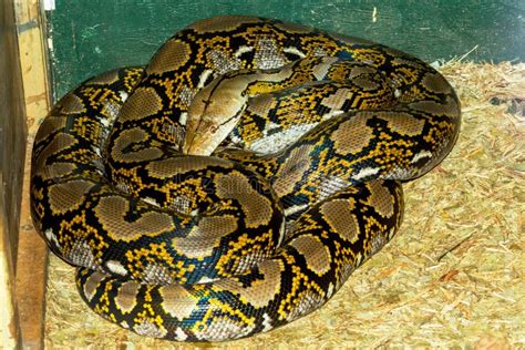 A Very Large Reticulated Python Australia Stock Photo Image Of Australia Tropic 149231376