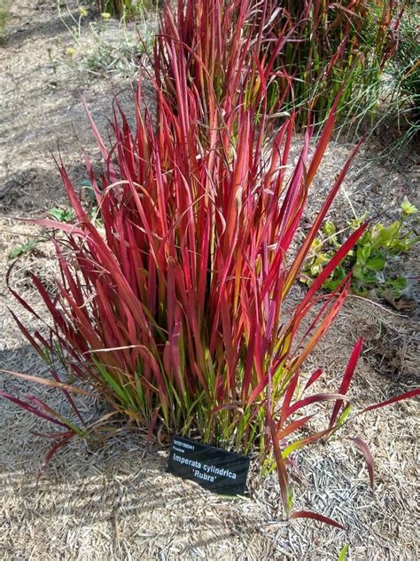10 Tall Ornamental Grasses That Add Height To Your Garden Artofit