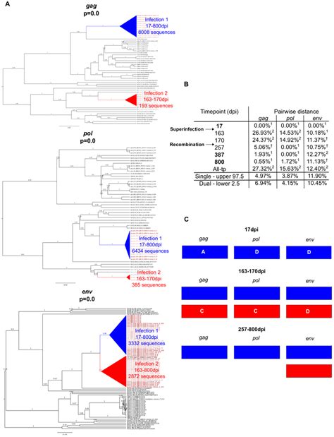 Superinfection Case QB A Phylogenetic Trees Representing Viral Download Scientific Diagram