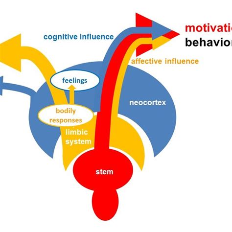 Neurobiological Brain Function Model Highlighting Differences Between Download Scientific