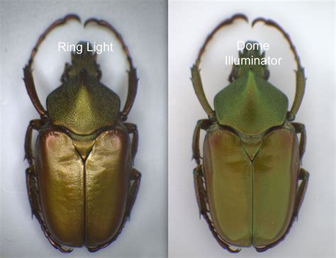 Diffused Led Dome Illuminator For Microscope Australian Entomological
