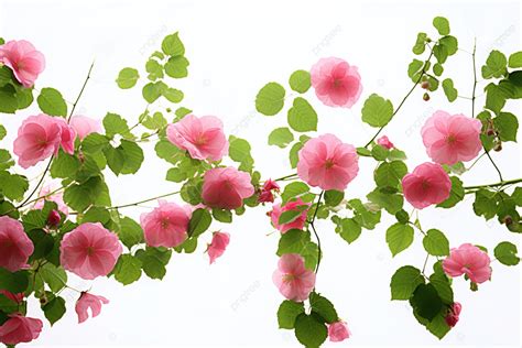 잎이 있는 분홍색 꽃 높은 해상도 꽃 낮은 각도 배경 일러스트 및 사진 무료 다운로드 Pngtree