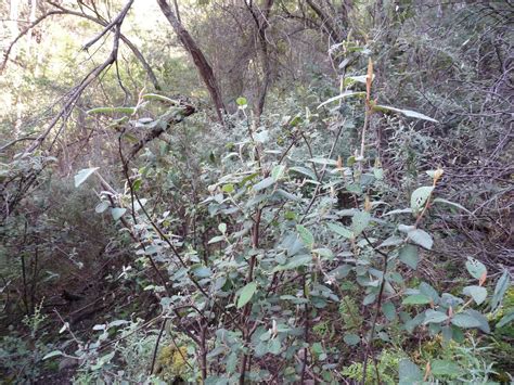Sambar Browse Plants Hazel Pomaderris Australian Deer Association