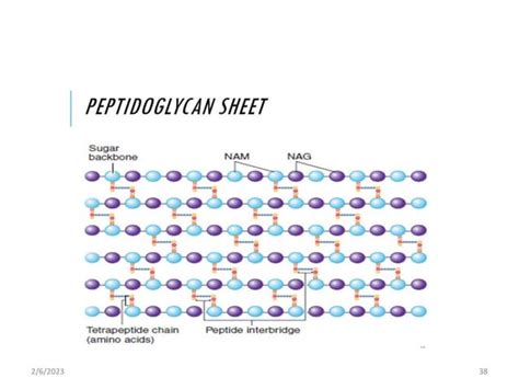 Bacteria Structure And Function Autosaved Pptx Bacteria Structure And Function Autosaved Pptx