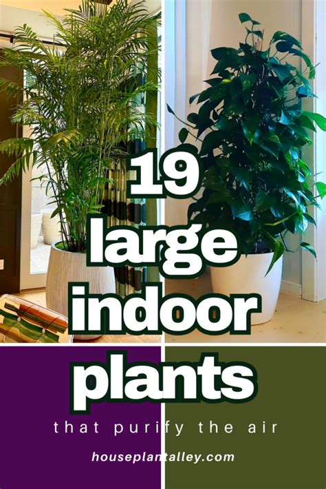 19 Large Indoor Plants And Indoor Trees To Transform Your Home