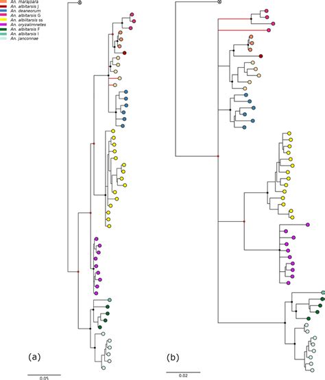 maximum likelihood 70 majority rule bootstrap consensus gene trees