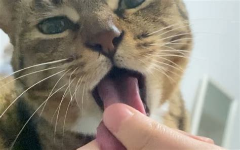 瓜 啦 啦 小 魔 仙 河南周树人 鬼畜 哔哩哔哩视频