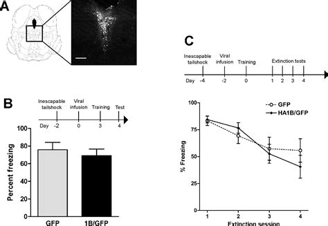 Figure 1 From Regulation Of Dorsal Raphe Nucleus Function By Serotonin Autoreceptors A