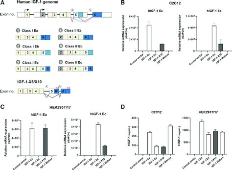 Construction Of The Genomic Cdna Hybrid Sequence Of The Human Igf 1 Construction Of The Genomic Cdna Hybrid Sequence Of The Human Igf 1
