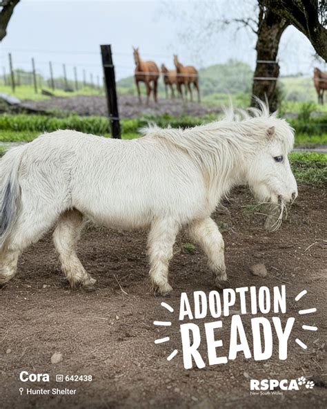 Rspca 🐴 Cora Id 642438 📍 Hunter Shelter