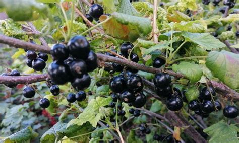 Як обрізати чорну смородину у серпні для великого врожаю