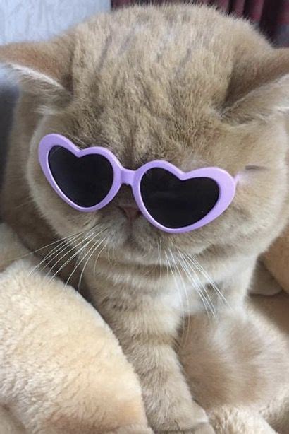Discover 190 Cats With Sunglasses And Cats Ideas Cute Cats Funny