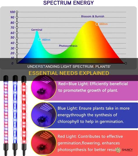 Understanding Light Spectrum Plants Essential Needs Explained Shuncy Understanding Light Spectrum Plants Essential Needs Explained Shuncy