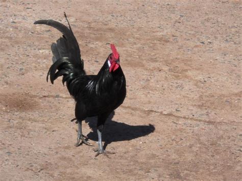 This Rooster Is Aggressive Backyard Chickens Learn How To Raise Chickens
