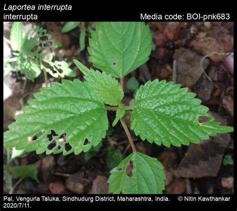 Laportea Interrupta Butterfly