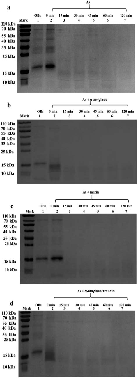 Effects Of Saliva Component On M W Of The Peanut Ob Surface Proteins