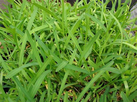 Understanding Augustine Grass Runners Growth And Care