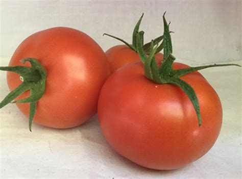 Magseeds Tomato Hybrids