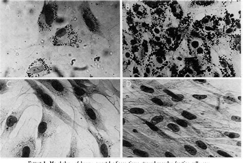 Figure 1 From Cytological And Enzymological Characterization Of Adult