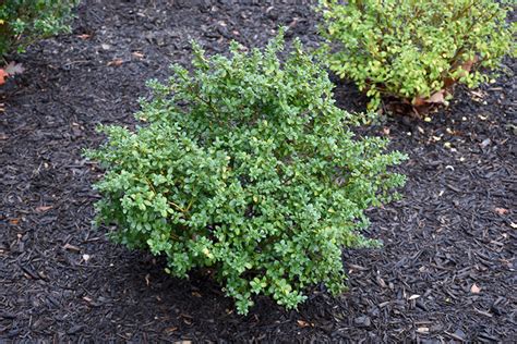 Green Lustre Japanese Holly Ilex Crenata Green Lustre In Lynchburg
