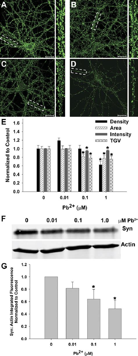 Pb 2þ Exposure During Synaptogenesis Reduces Synaptophysin Expression Download Scientific