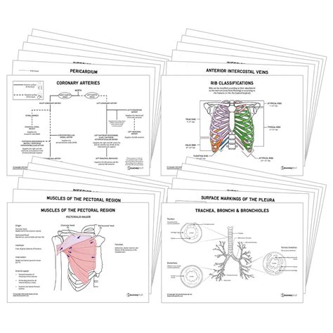 Thorax Anatomy Revision Pack Interactive And Printable Pdfs Anatomystuff