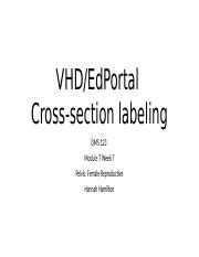 VHD EP Cross Section Lab Exercise Female Reproductive HANNAH HAMILTON 10 8 Pptx VHD EdPortal